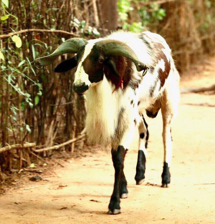 Odiyan Fan Photos | Odiyan Photos, Images, Pictures # 58040 - FilmiBeat