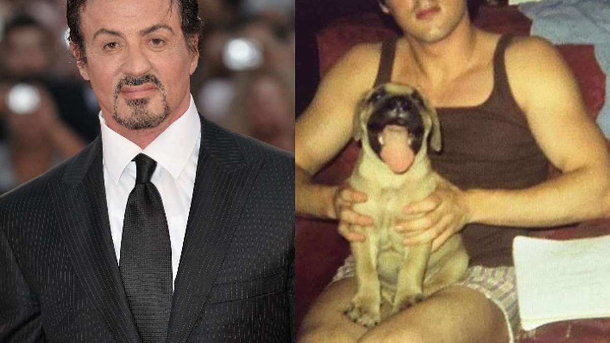 Sylvester Stallone's Dog Butkus Inspired Him For Rocky - Filmibeat