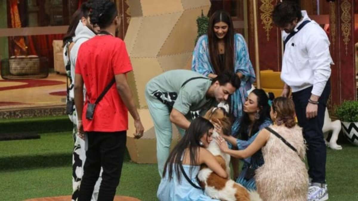Bigg Boss 16 Update: Who Is Mahim? All You Need To Know About New ...