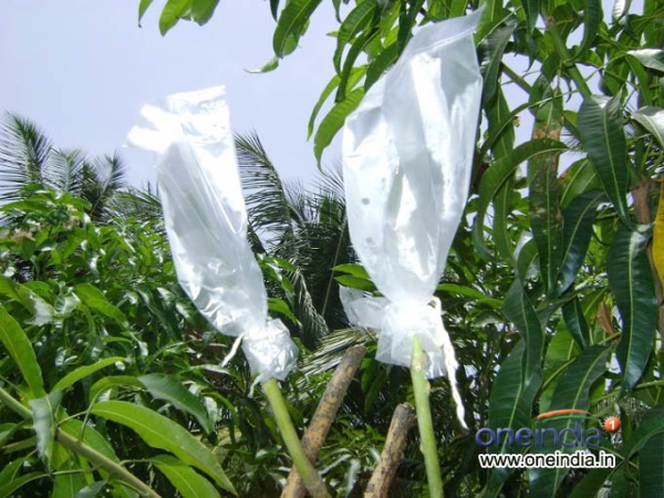 12 Varieties of Mangoes in a Single Tree Photos - FilmiBeat