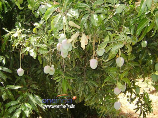 12 Varieties of Mangoes in a Single Tree Photos - FilmiBeat