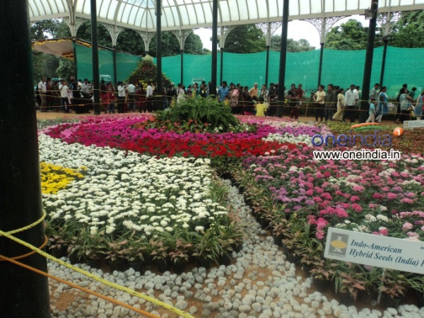 Flower Seeds In Lalbagh | Best Flower Site
