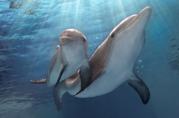 Dolphin Tale 2 Photos: HD Images, Pictures, Stills, First Look Posters ...