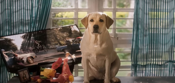 777 Charlie Photos: HD Images, Pictures, Stills, First Look Posters of ...