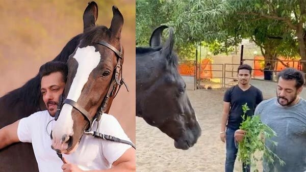 Step Inside Bollywood’s Bhaijaan Salman Khan’s Rs 80 crore magnificent ...