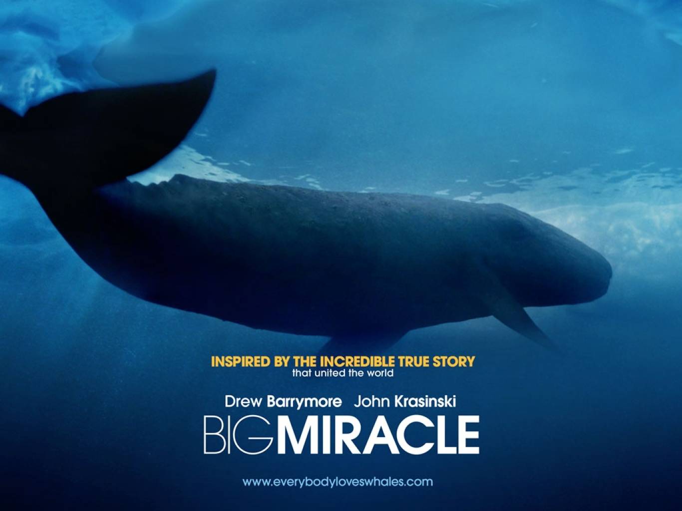 Big Miracle Movie HD Wallpapers | Big Miracle HD Movie Wallpapers Free ...